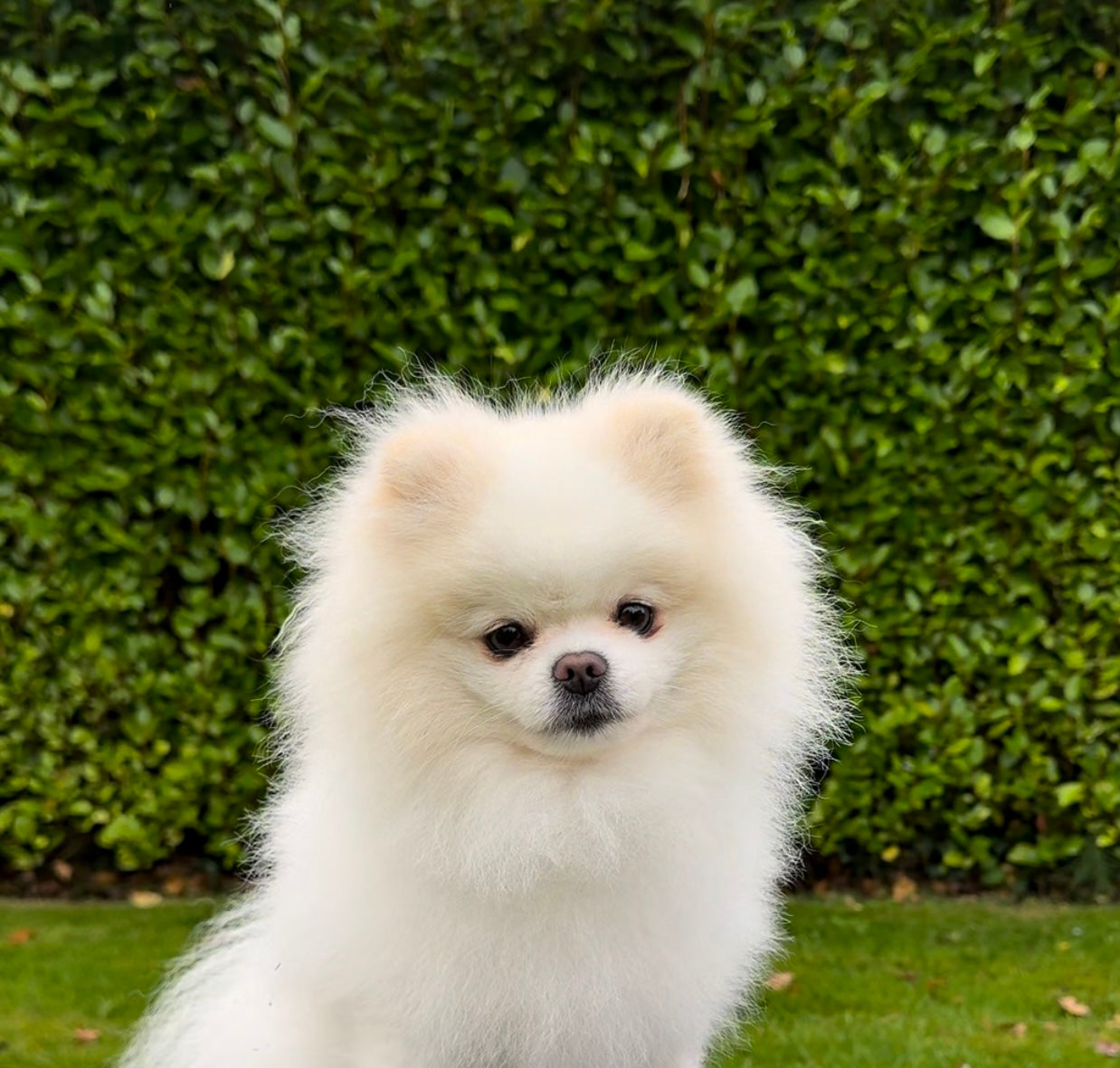 Extra Add On New Photo – Simply Lines